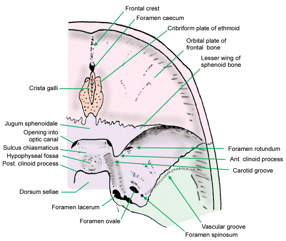 All In Nursing 4 Nursing Students..!!: Cranial Fossae Of The Skull