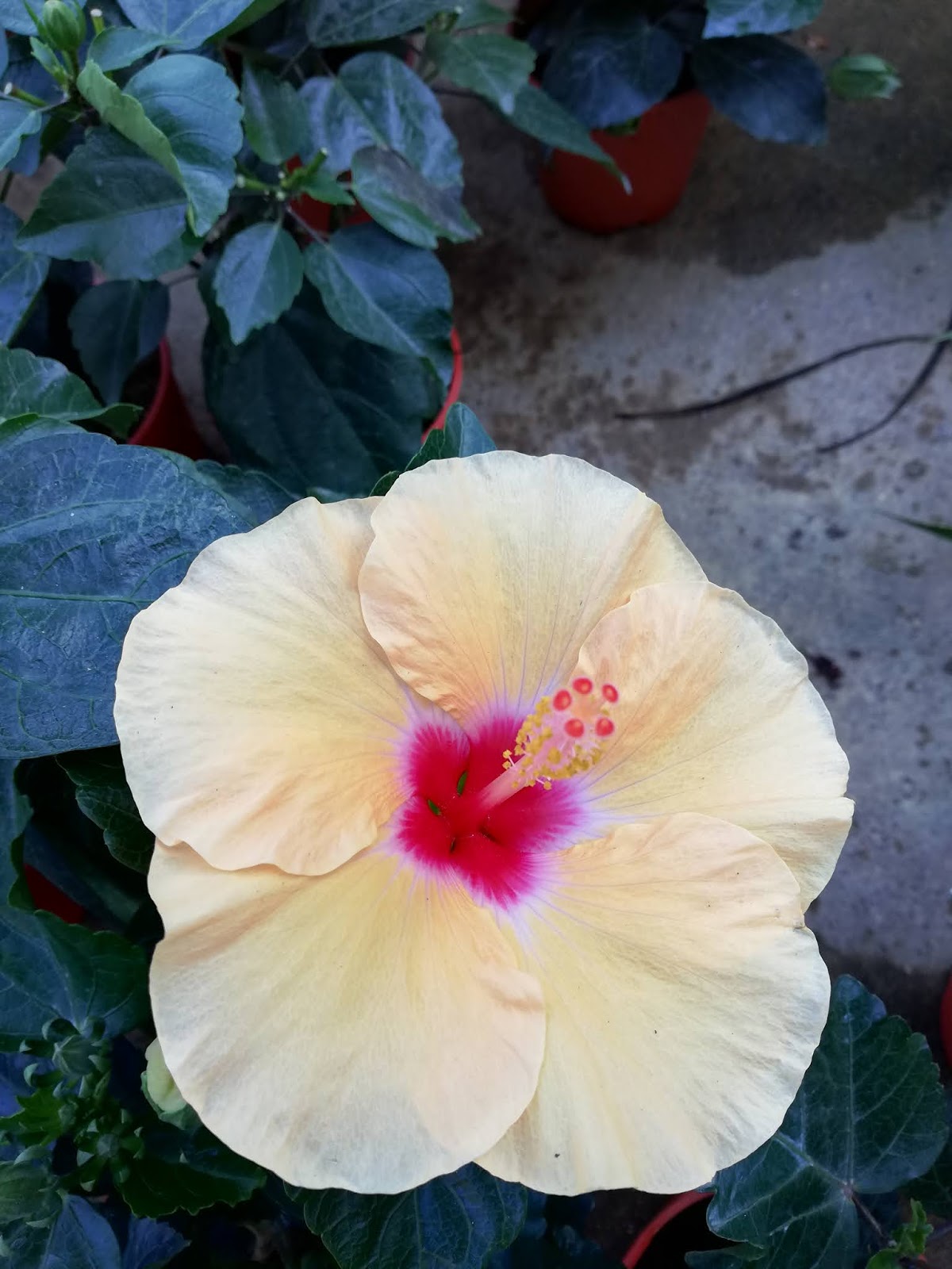 Garden Chronicles of James David: Hawaiian Dwarf hibiscus - Hibiscus ...