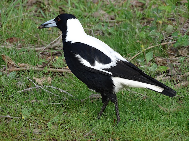 A Field Notebook: White-breasted Robin, Wungong Gorge, WA