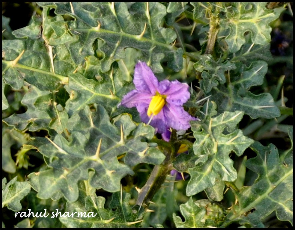 Solanum Xanthocarpum(Yellow-Berried Nightshade) ~ Wild Flora Of Dwarka