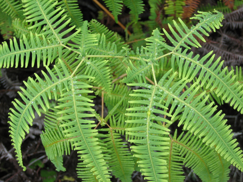 F096 鸡毛蕨 Resam Fern: 照片 Photos