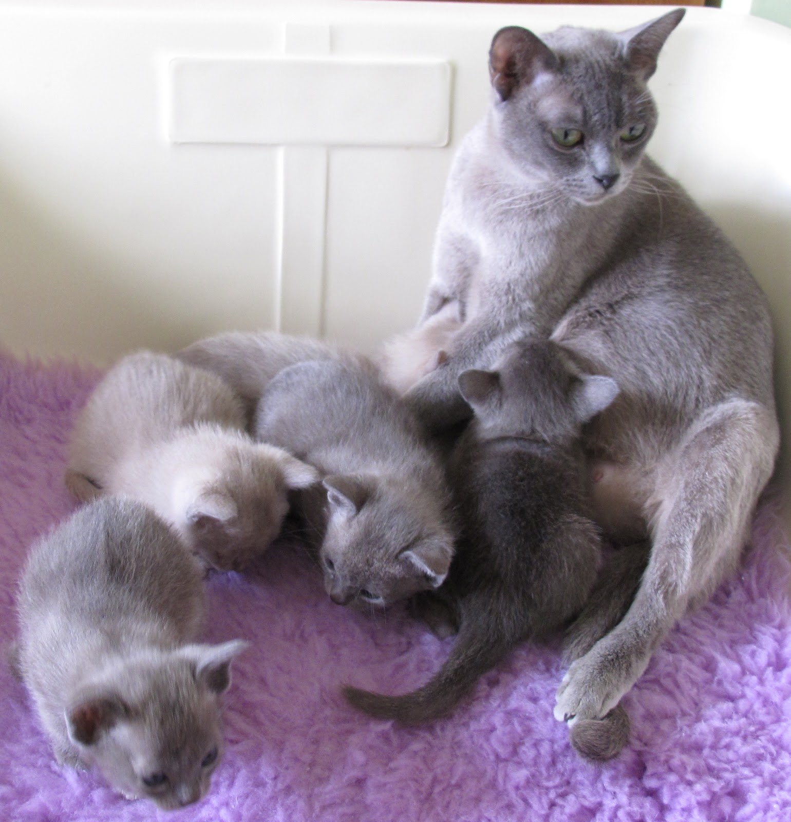 Green Dragonette: A Bundle of Burmese Kittens...