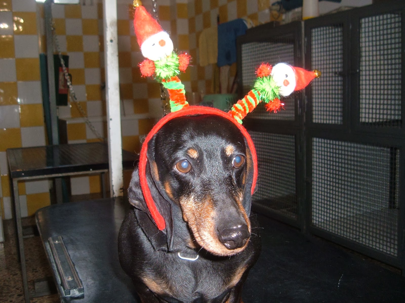 Bagni e tosature: Cane Bassotto Tedesco nero focato a pelo raso a Natale