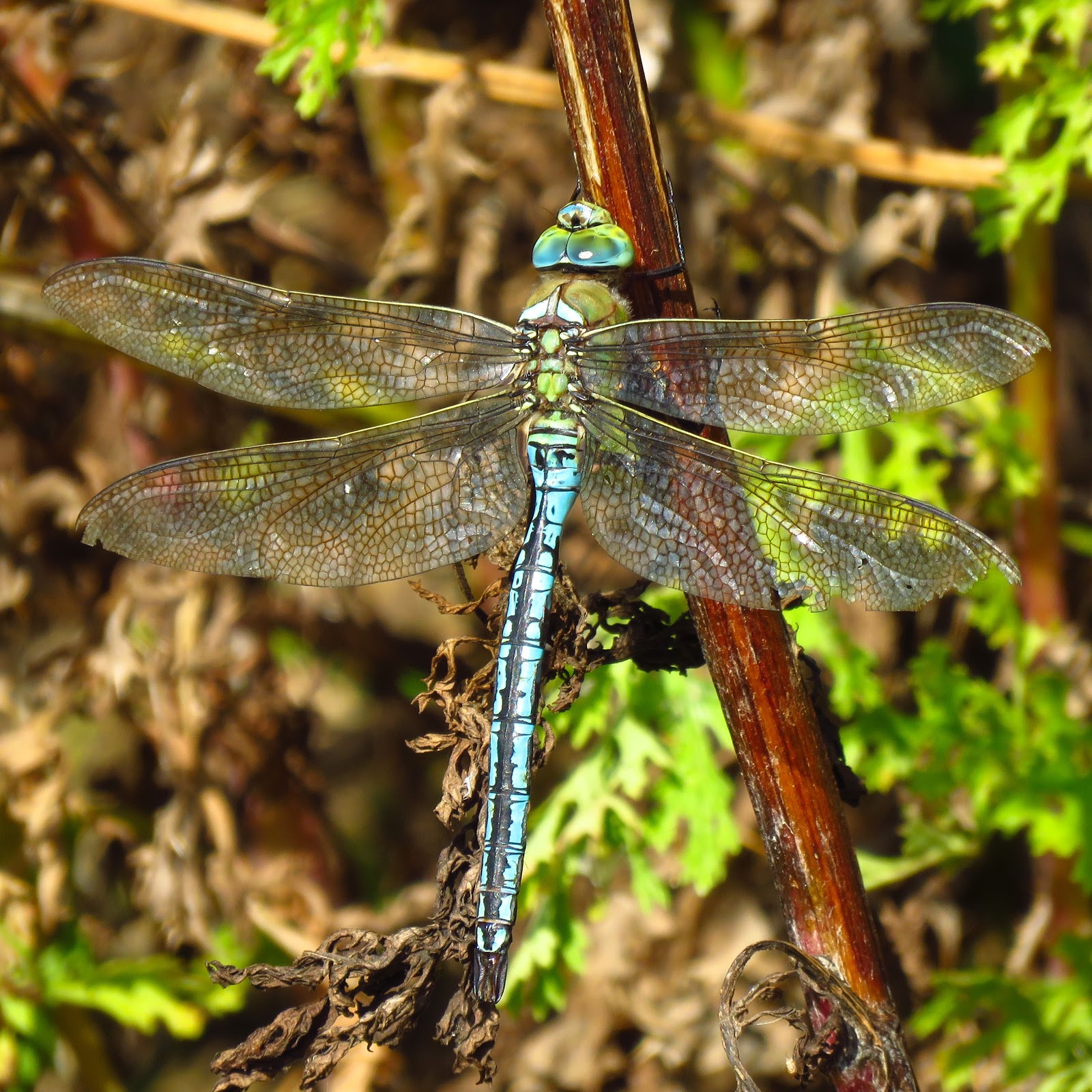 Wild at Hull: Hull Dragonfly best spots: Foredyke Green pond
