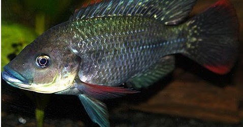Ikan Mujair; Klasifikasi, Morfologi, Habitat Dll - Melek Perikanan