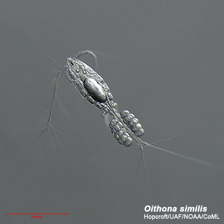 Variety of Life: Podoplea