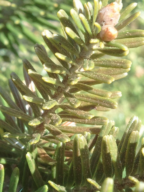 Fraser Fir IPM: Hemlock Rust Mites Early This Year