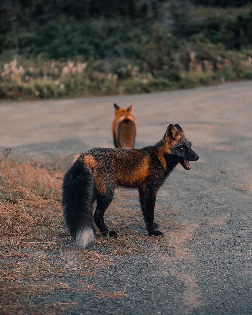TVL: Animal da semana - Raposa