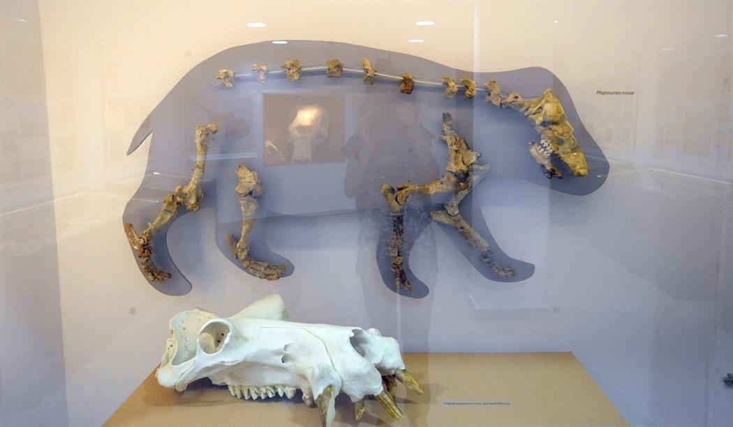 Η γένεση της Κύπρου πριν την εμφάνιση του ανθρώπου: Ελέφαντες και ...