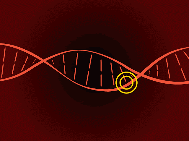 Mutação | Bio Nota 10