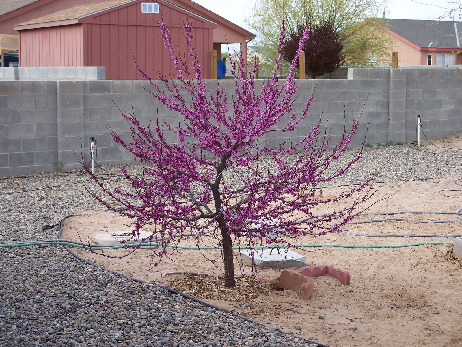 Springtime Magenta Explosion