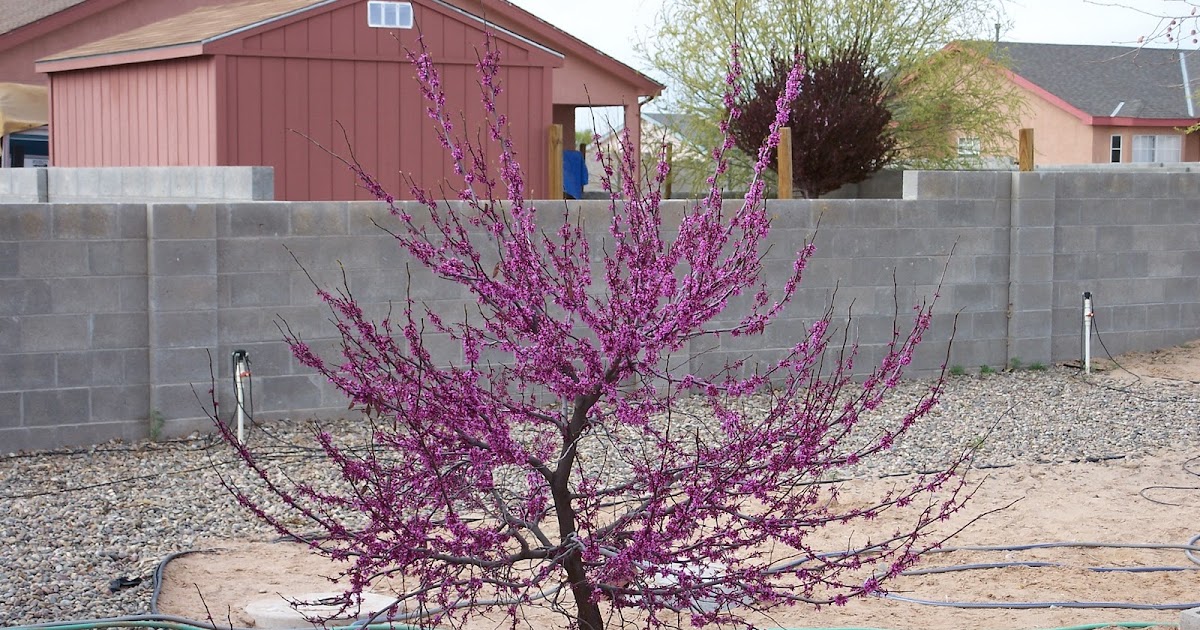 Springtime Magenta Explosion
