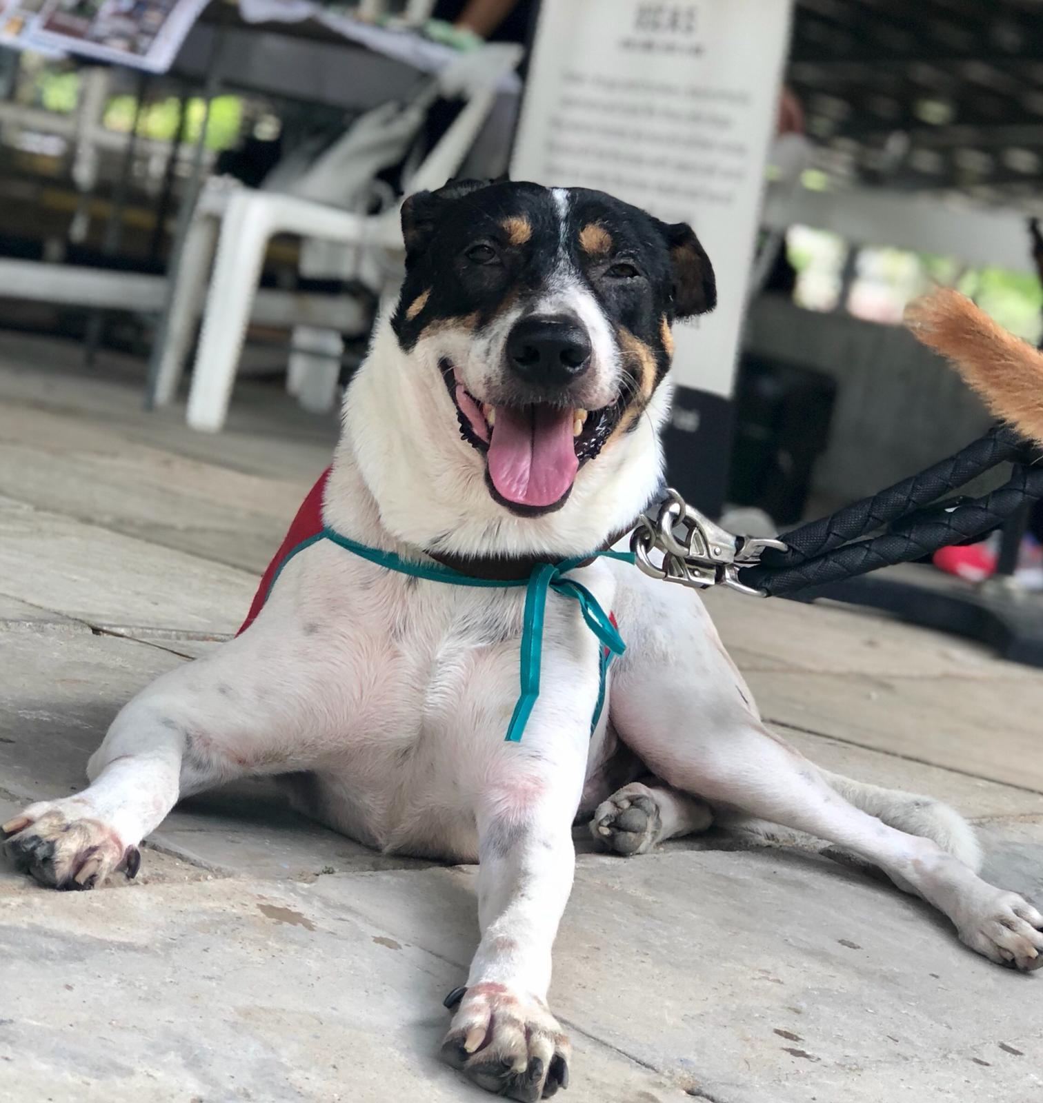 HOPE Dog Rescue: Adoption