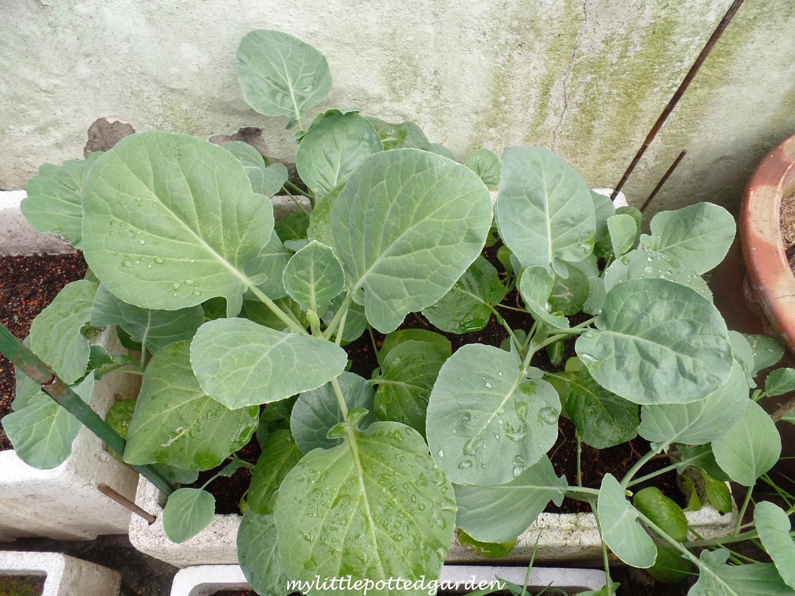 My Little Potted Garden: Another Kai Lan Harvest