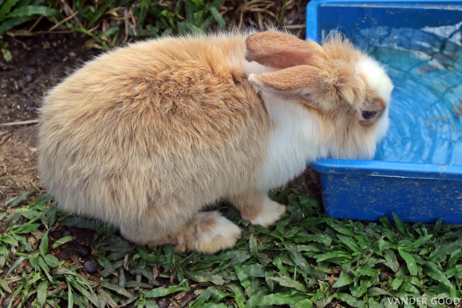 Melawat arnab-arnab yang comel di Arnab Village, Ranau, Sabah | VANDER GOOD