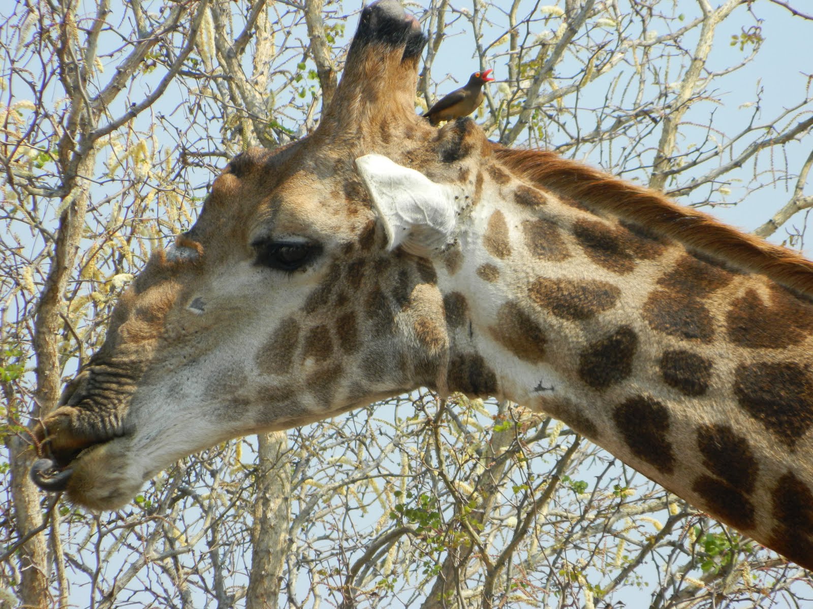 Watching the Sun Bake: Giraffe - Evolution Run Amok