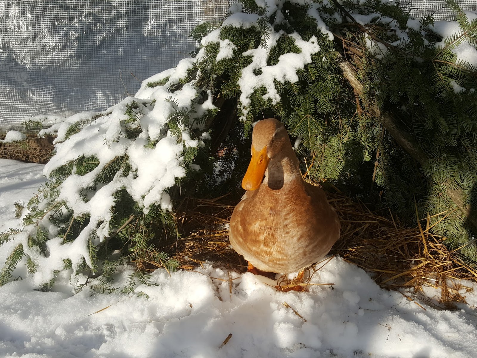 Easy DIY Duck or Chicken Teepee - Fresh Eggs Daily® with Lisa Steele