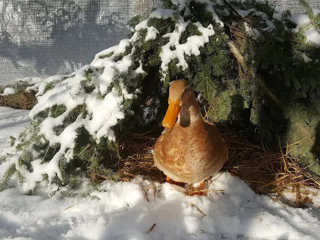 Easy DIY Duck or Chicken Teepee - Fresh Eggs Daily® with Lisa Steele