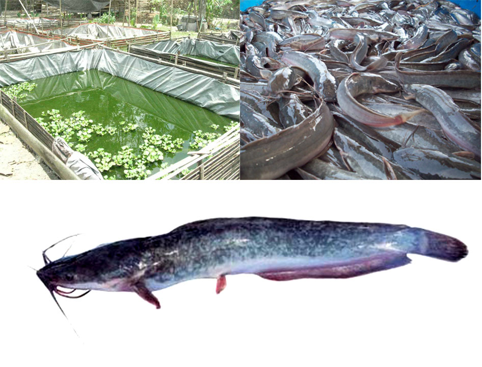 Budidaya Ikan Lele | usaha didesa