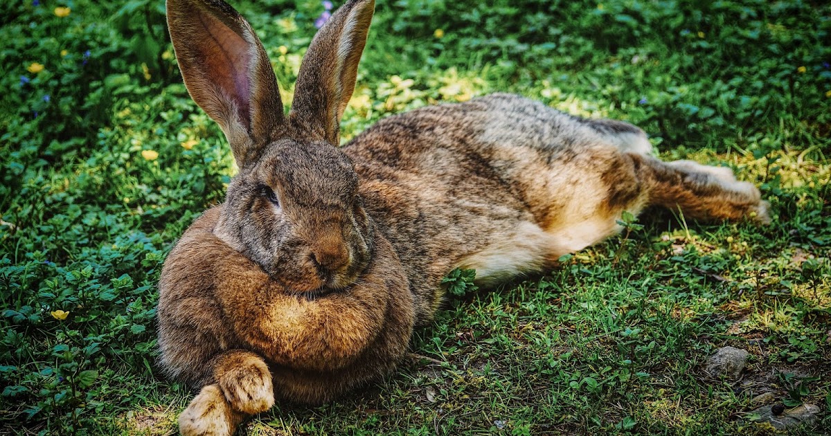 Reviewing the Moon Hare