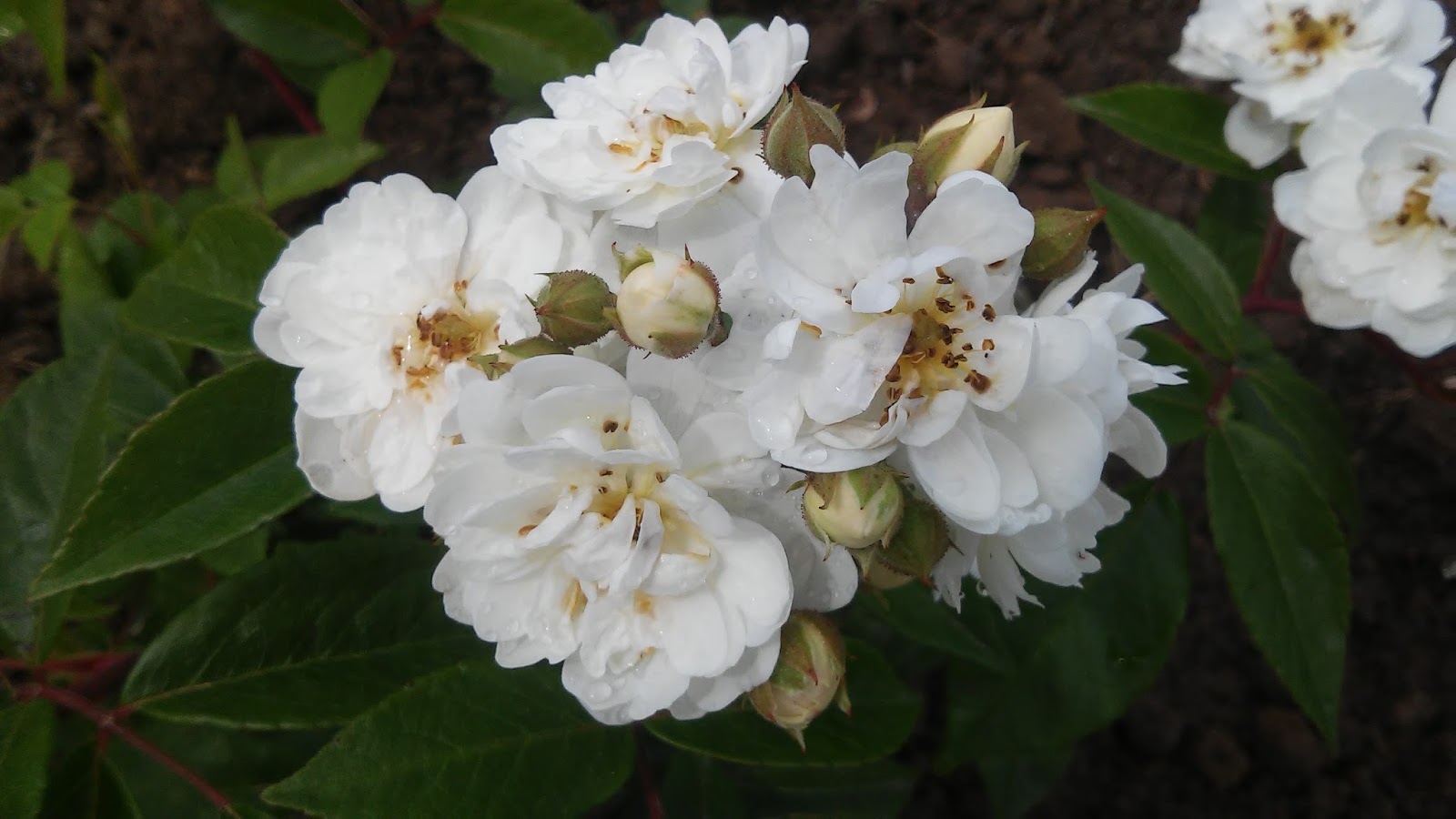 Ranczo Elma: Róża (Rosa) Waterloo