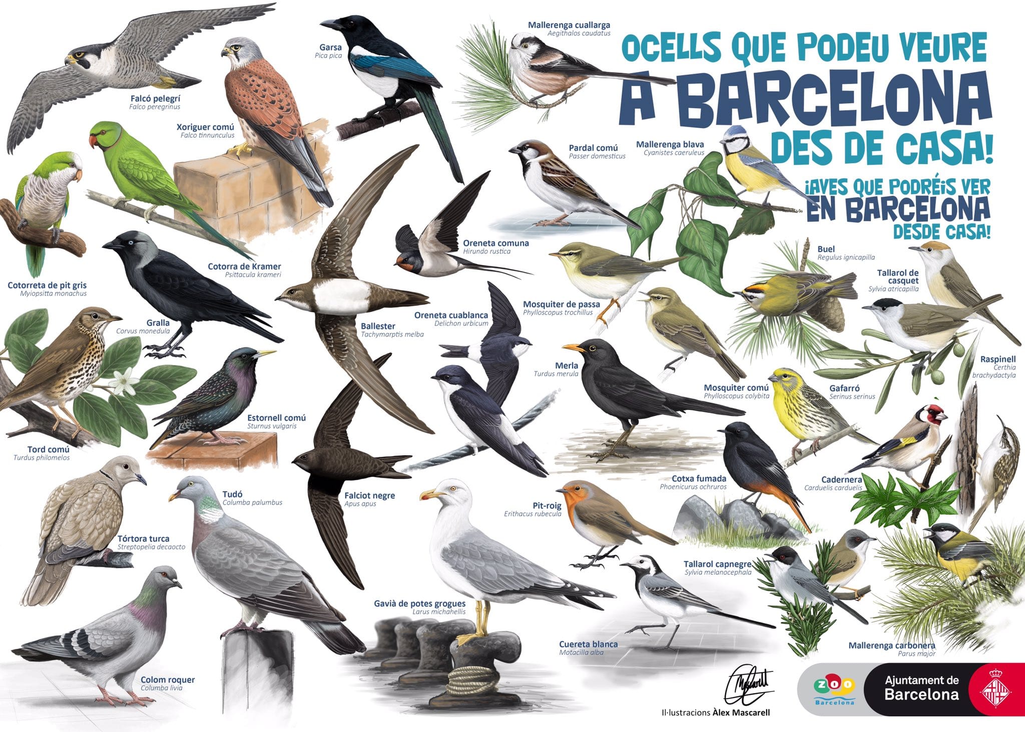 Kendocrinología: Birds of Barcelona