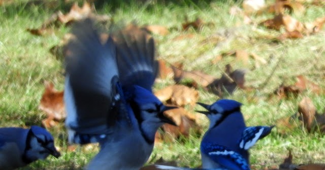 Blue Country Magic: The Angry Blue Jay