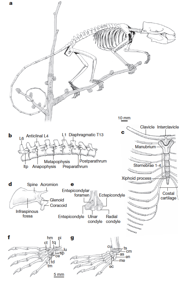 The Dragon's Tales: Chinese Oxfordian Jurassic Euharamiyidan Mammals ...