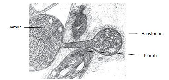 Haustorium pada jamur berfungsi sebagai .... | Pak Pandani | Belajar ...