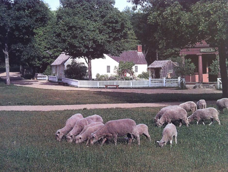 Juniper Hill: Who Let The Sheep Out? The Town Pound