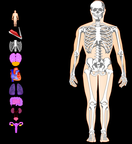 4th Class Blog: Human Body Maps