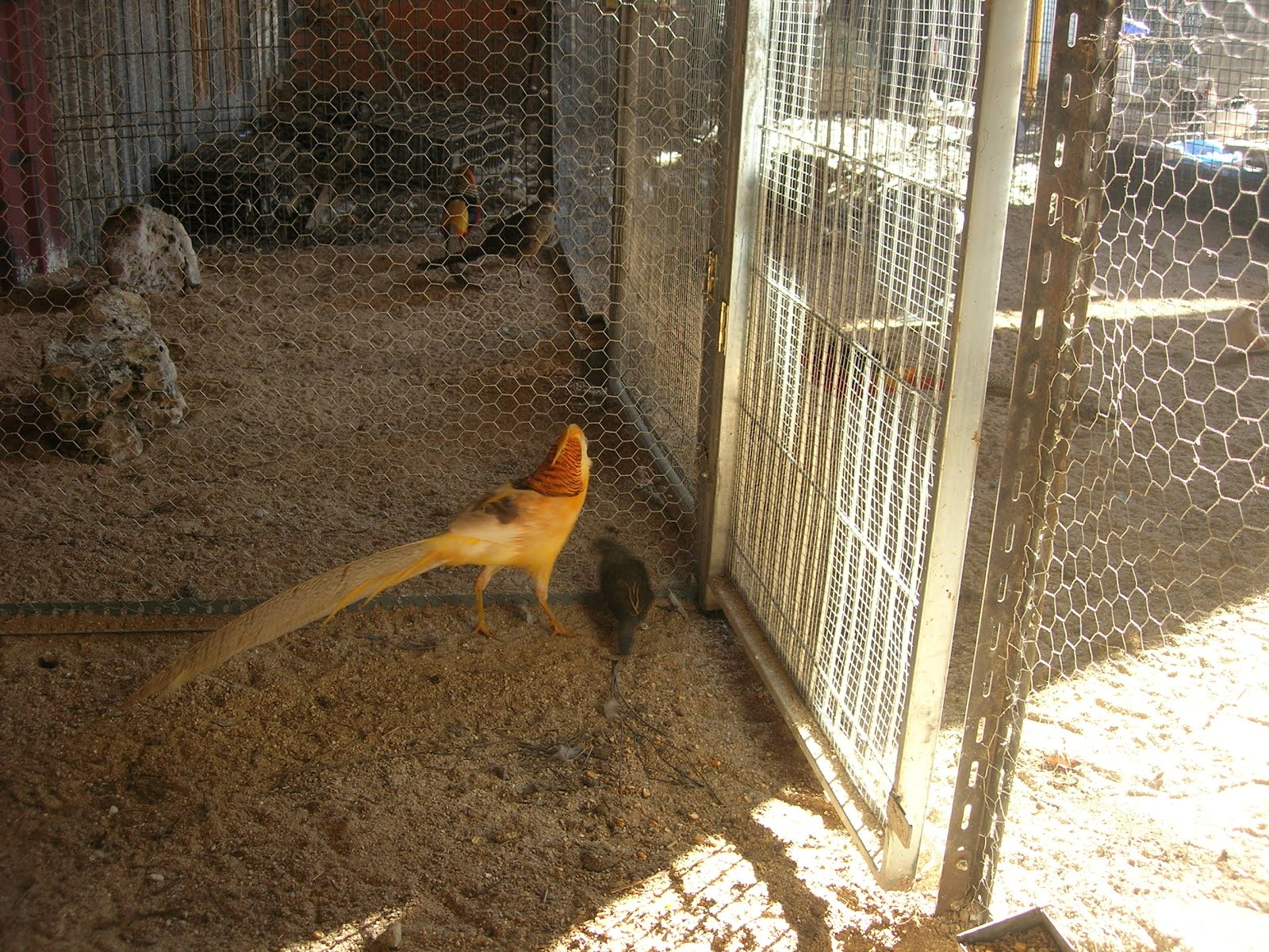 EL CORRAL DE JESUS: Faisan Gigi