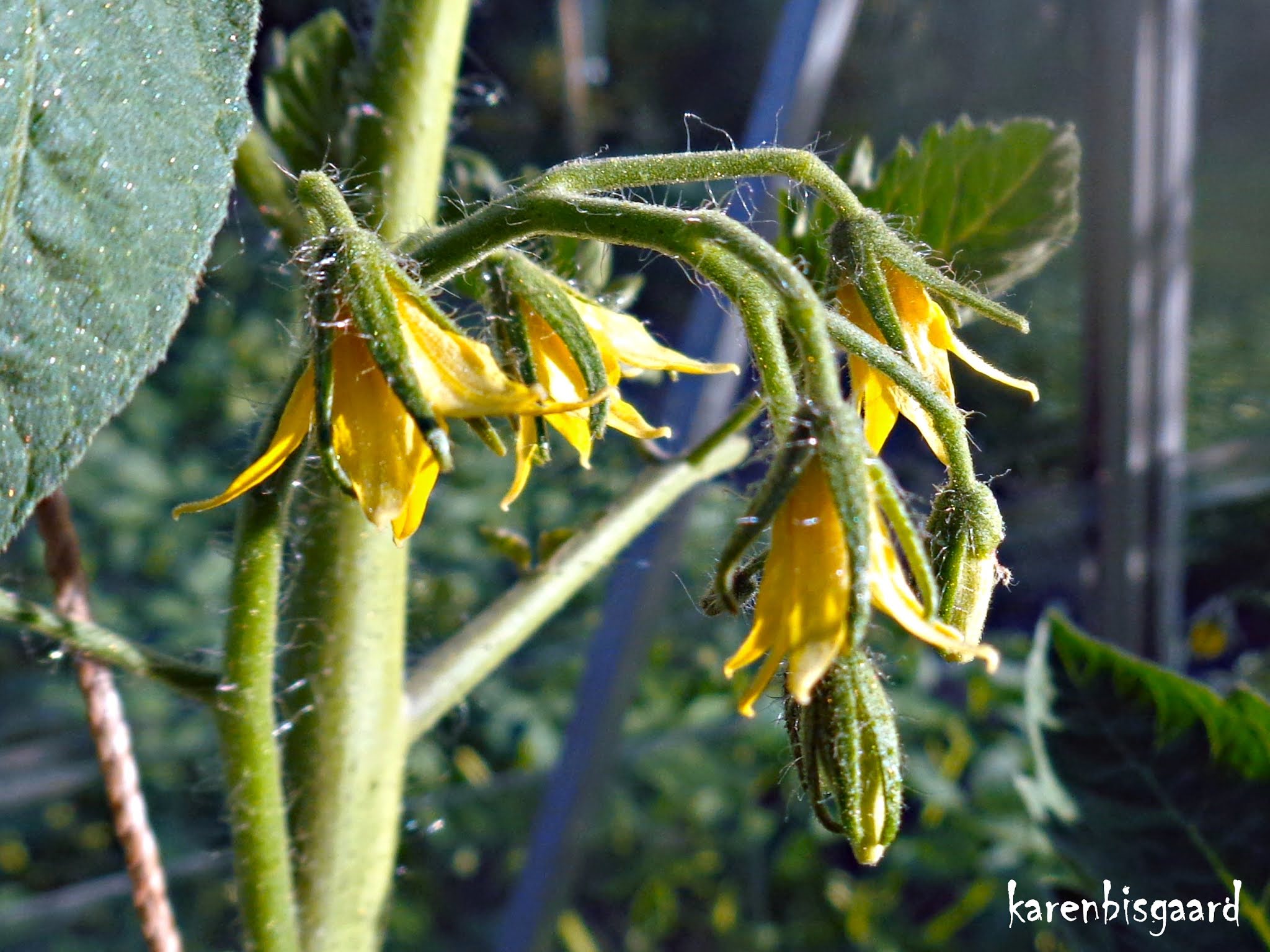 Karen`s Nature Photography: Blooming Tomato Plants in Greenhouse.