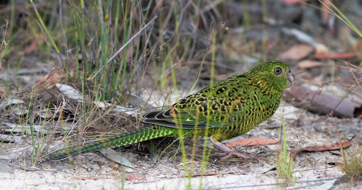 sunshinecoastbirds: Ground Parrots Galore