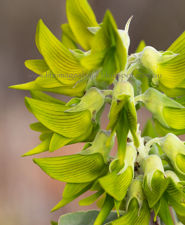Life Images by Jill: The Green Bird Flower - Western Australia