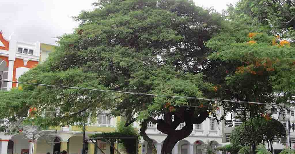 Viveros El Bosque: ÁRBOL DEL FAIQUE