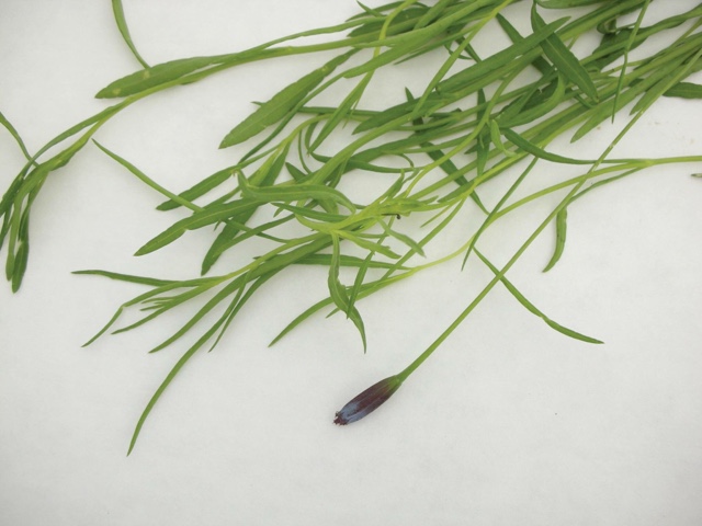 Gastronomía de Oaxaca: Chepiche ~ TEJER, DESTEJER Y ENTRETEJER SABERES A.C.