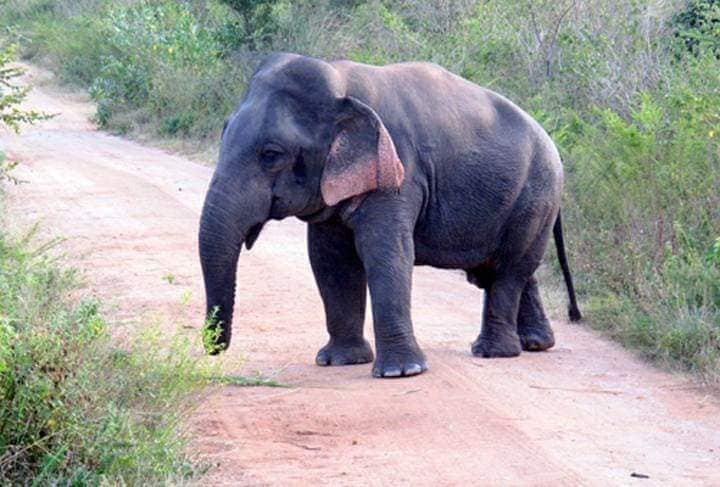 පරිණාමික දිනපොත / Diary of Evolution: කුරු අලි (Dwarf Elephants)