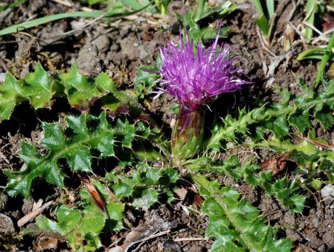 Acaule - Botánica integra