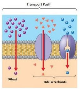 Materi Transportasi Antar Membran Sel Mapel Biologi kelas 11 SMA/MA ...