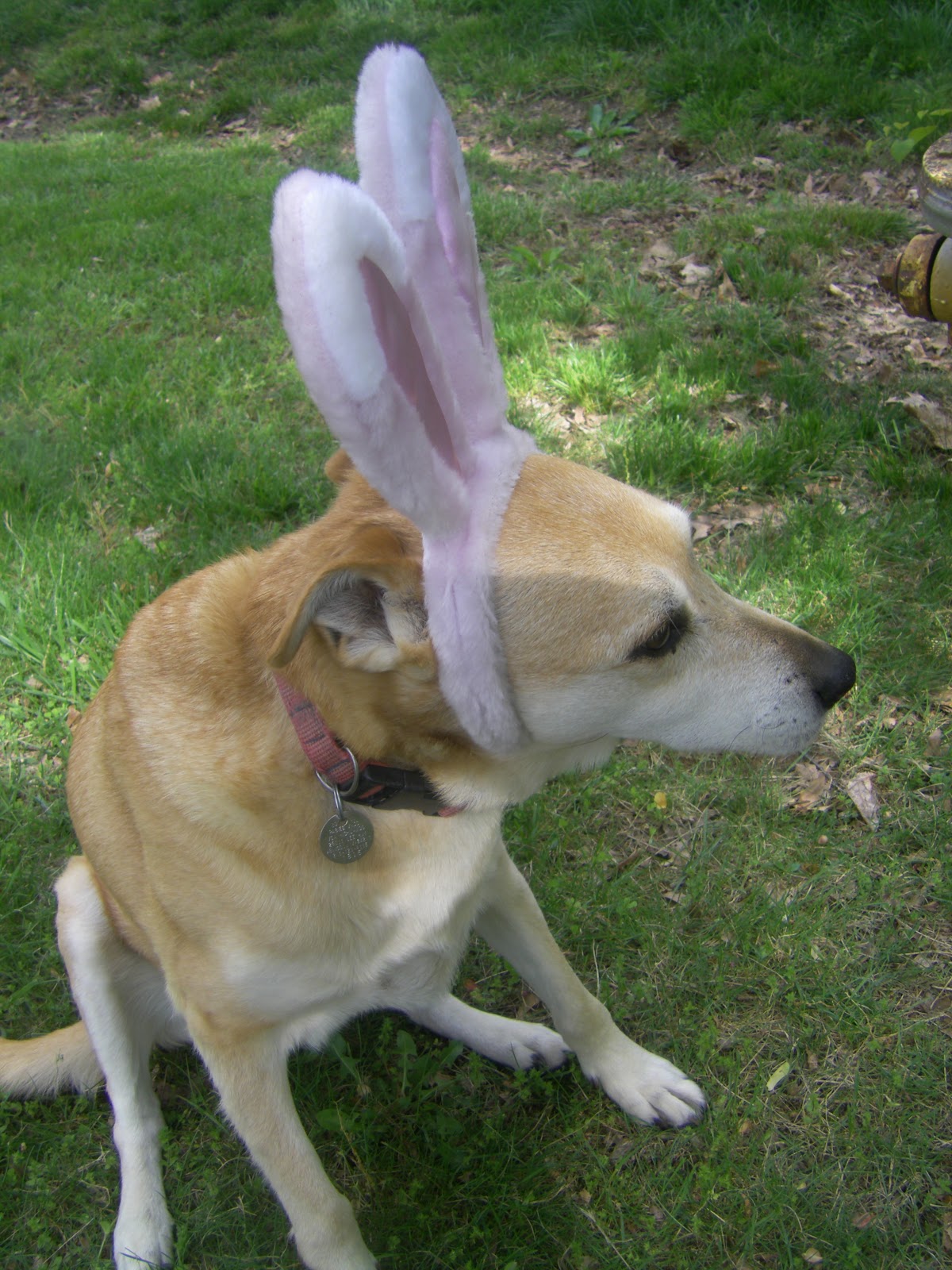 Frost Giant Postcard Studios: Dignified Old Dogs