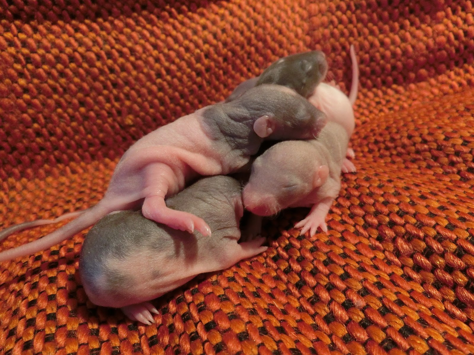 Nau speak: Baby Rat Growth & Development Part 1: the first 10 days