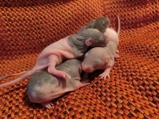 Nau speak: Baby Rat Growth & Development Part 1: the first 10 days