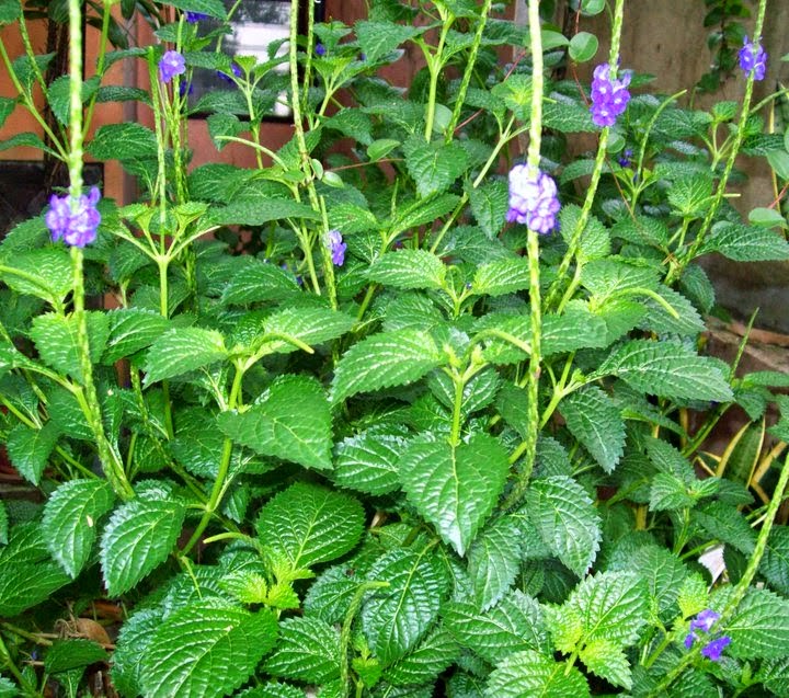 Manfaat Tanaman Liar Jarong Atau Pecut Kuda Bagi Kesehatan Serta Tips ...