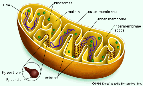 Mitochondria - Structure and isolation of mitochondrial Component