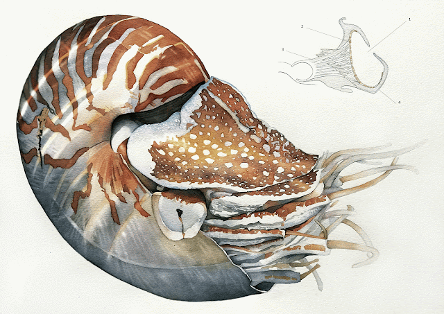 The anatomy of the eye of Nautilus pompilius Linnaeus - Ekaterina Khramova