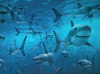 Saber é connosco!: Nós e os tubarões...