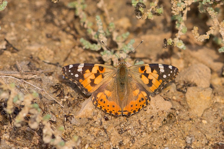 Birds of Saudi Arabia: Painted Lady Butterfly – Dhahran Hills