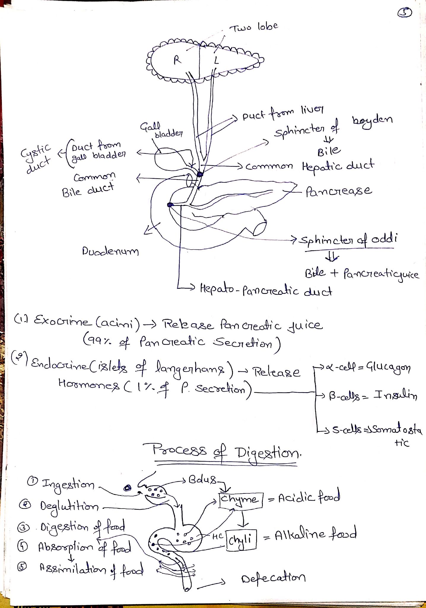 Digestion and absorption notes - Studypur