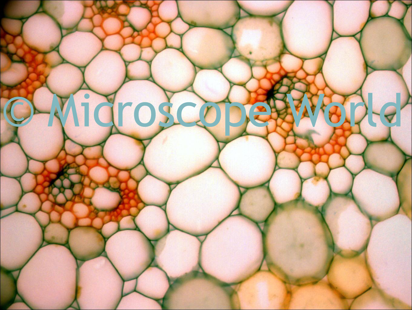 Dicot Leaf Microscope